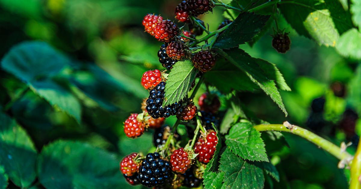 Frutos del bosque: una gran idea para disfrutar en familia - Helios