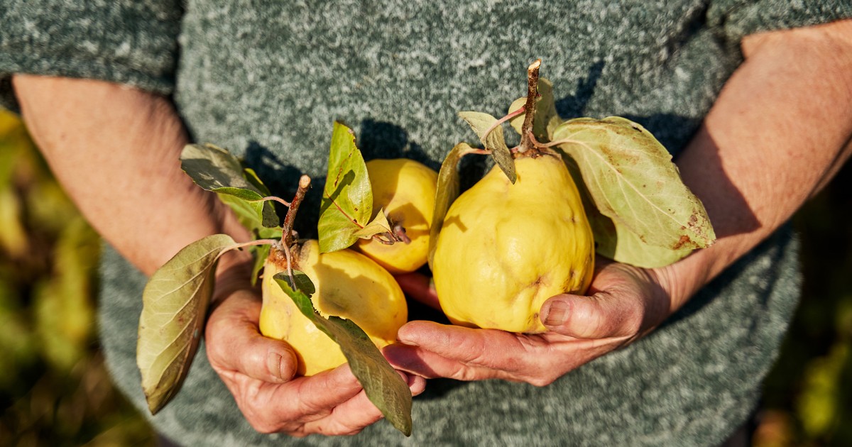 Cómo hacer del membrillo una merienda favorita en casa - Helios