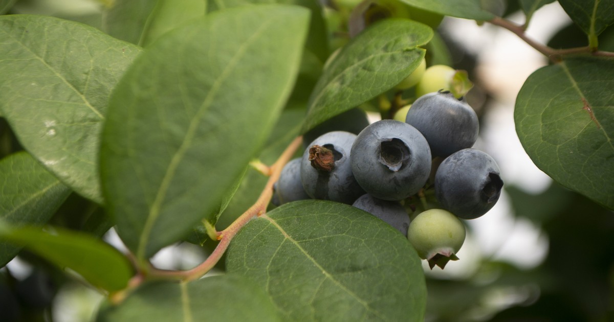 Conoce algunos alimentos buenos para la piel - Helios