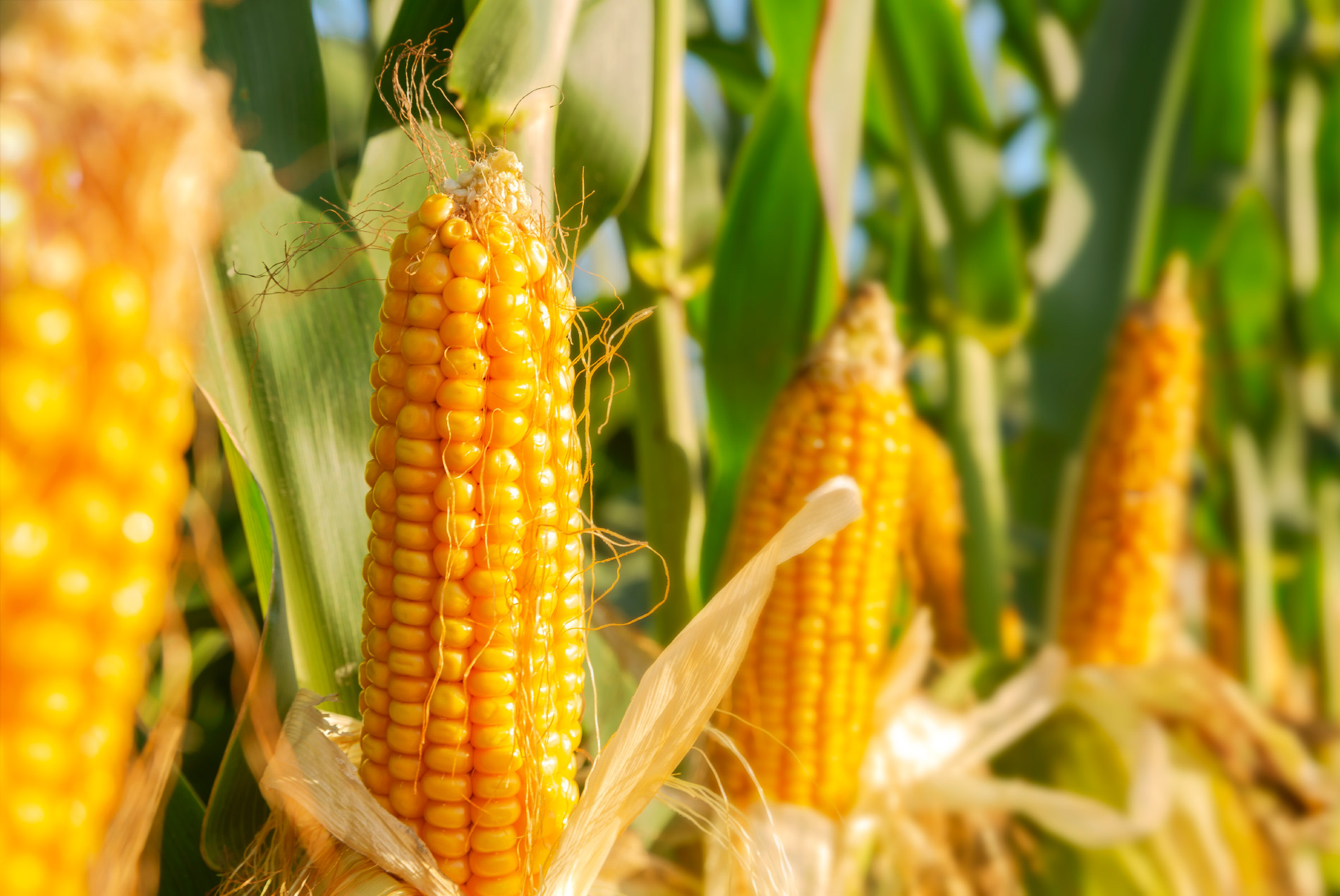 Los beneficios del maíz, el cereal más popular del mundo - Helios