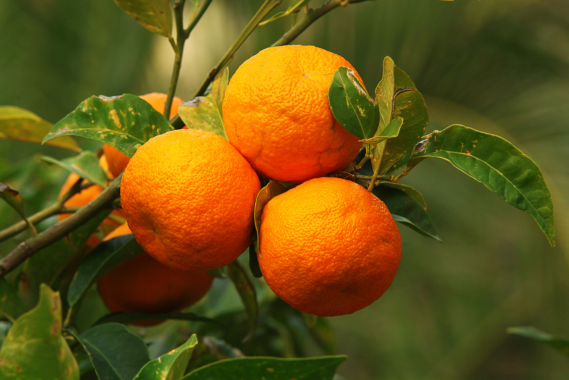 La mermelada de naranja amarga y sus múltiples beneficios - Helios
