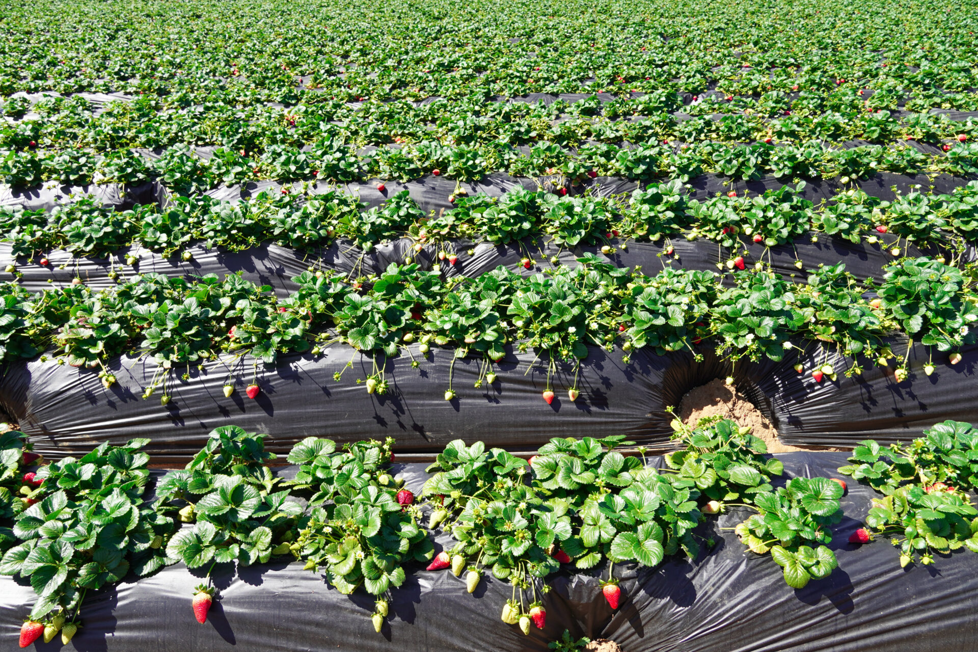 Lo que siempre quisiste saber sobre nuestros campos de fresas - Helios