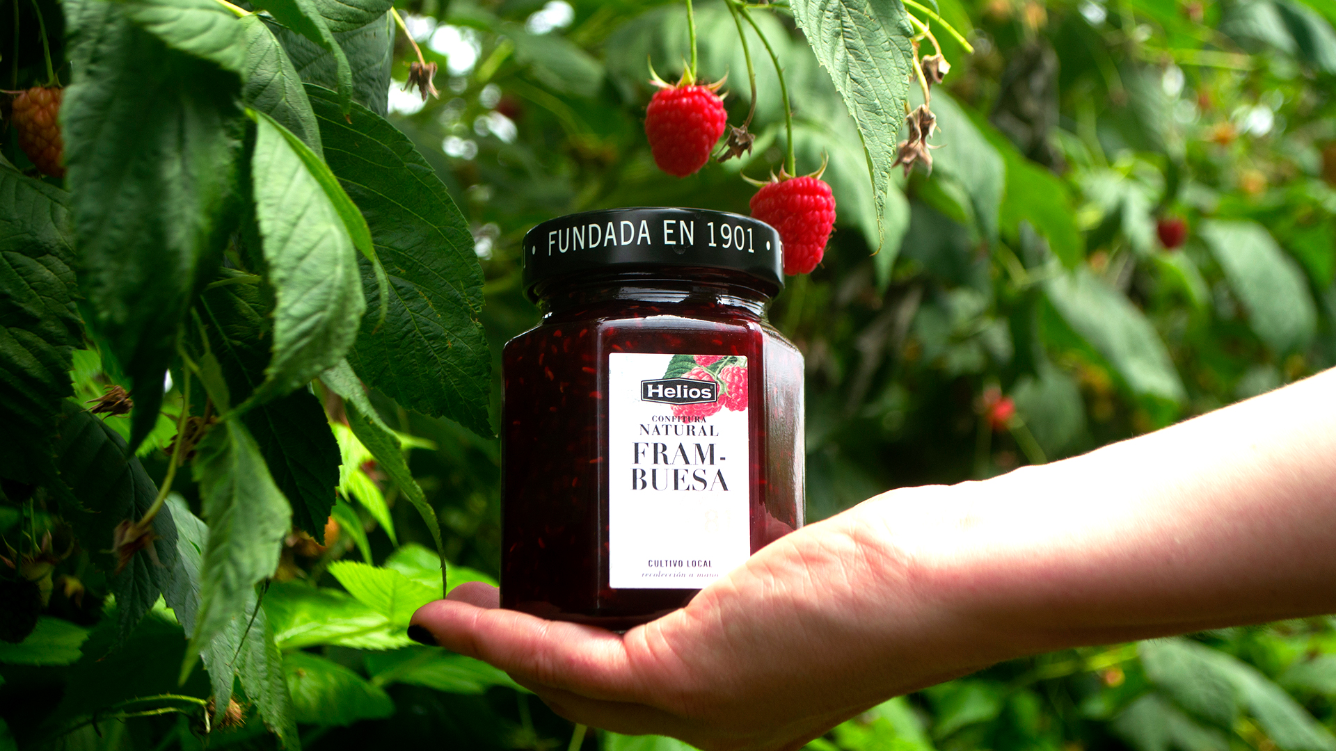 Qué beneficios tiene la frambuesa para nuestro cuerpo - Helios