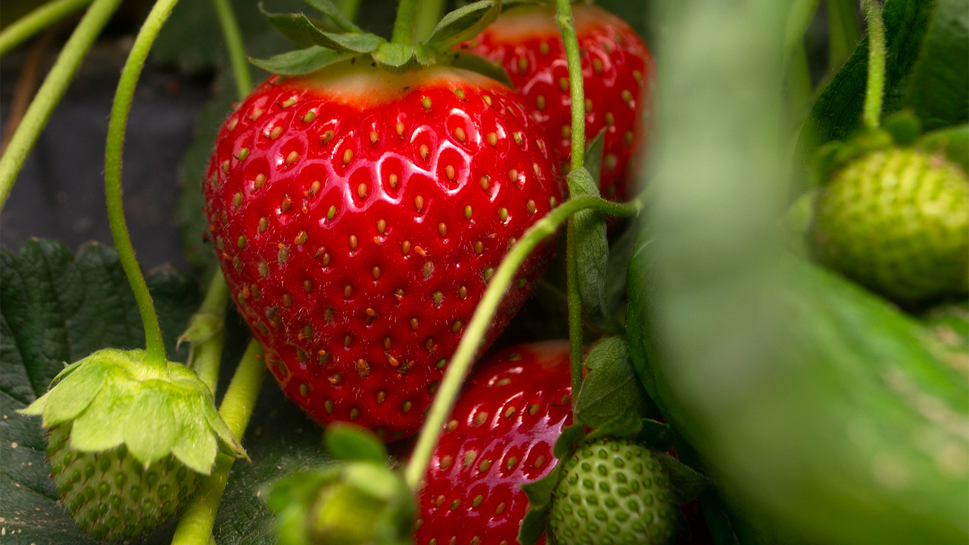 ¿Qué cuidado necesitan las fresas? - Helios
