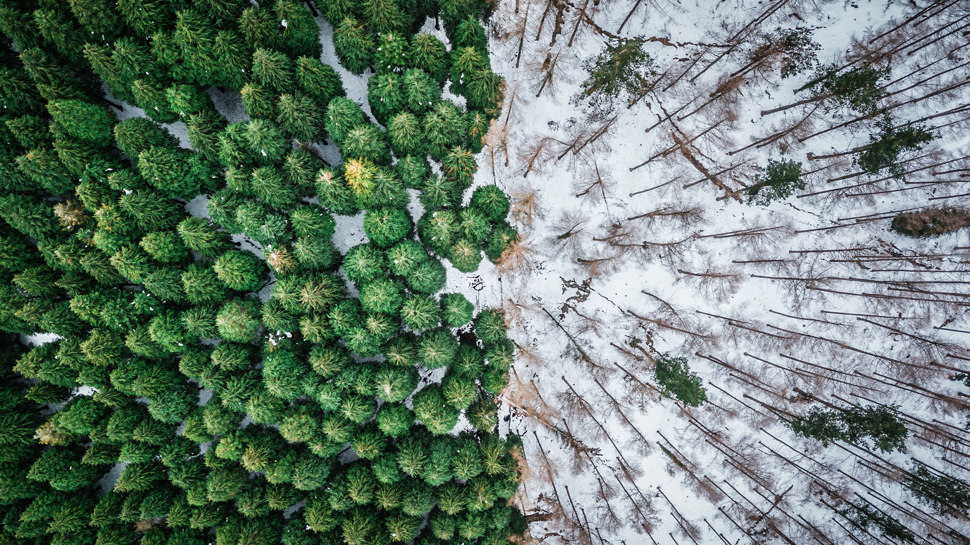 ¿Qué es la deforestación? - Helios