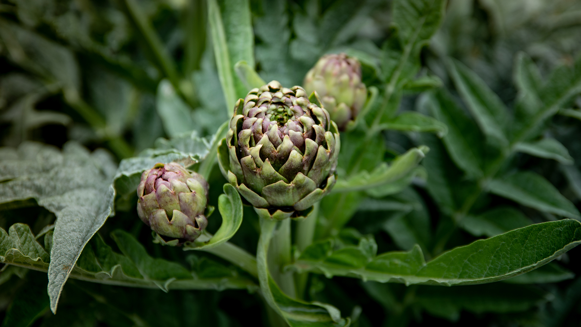 Descubre el origen de nuestras alcachofas y algunas recetas con ellas ...