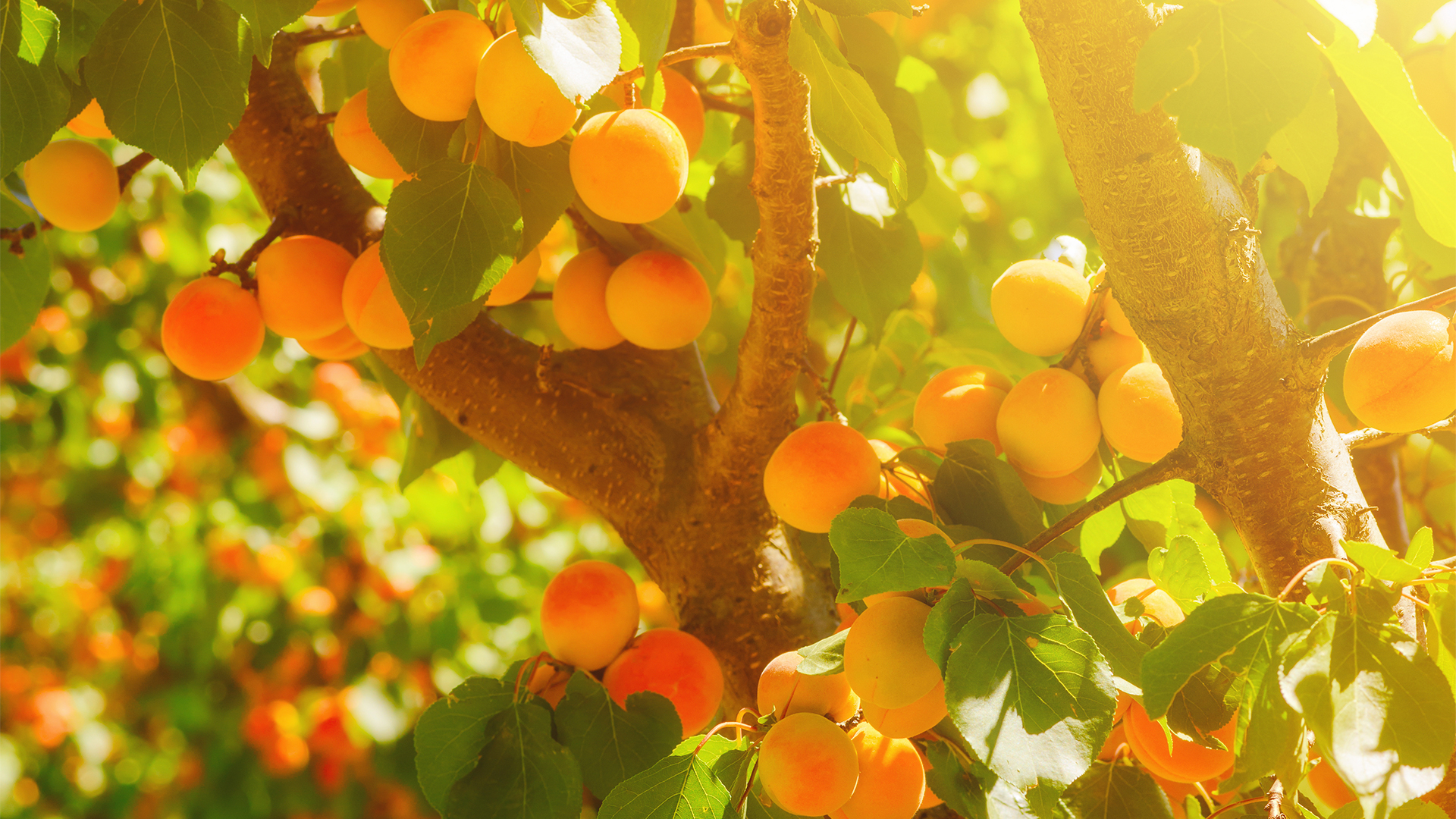 Estas son las propiedades del albaricoque - Helios