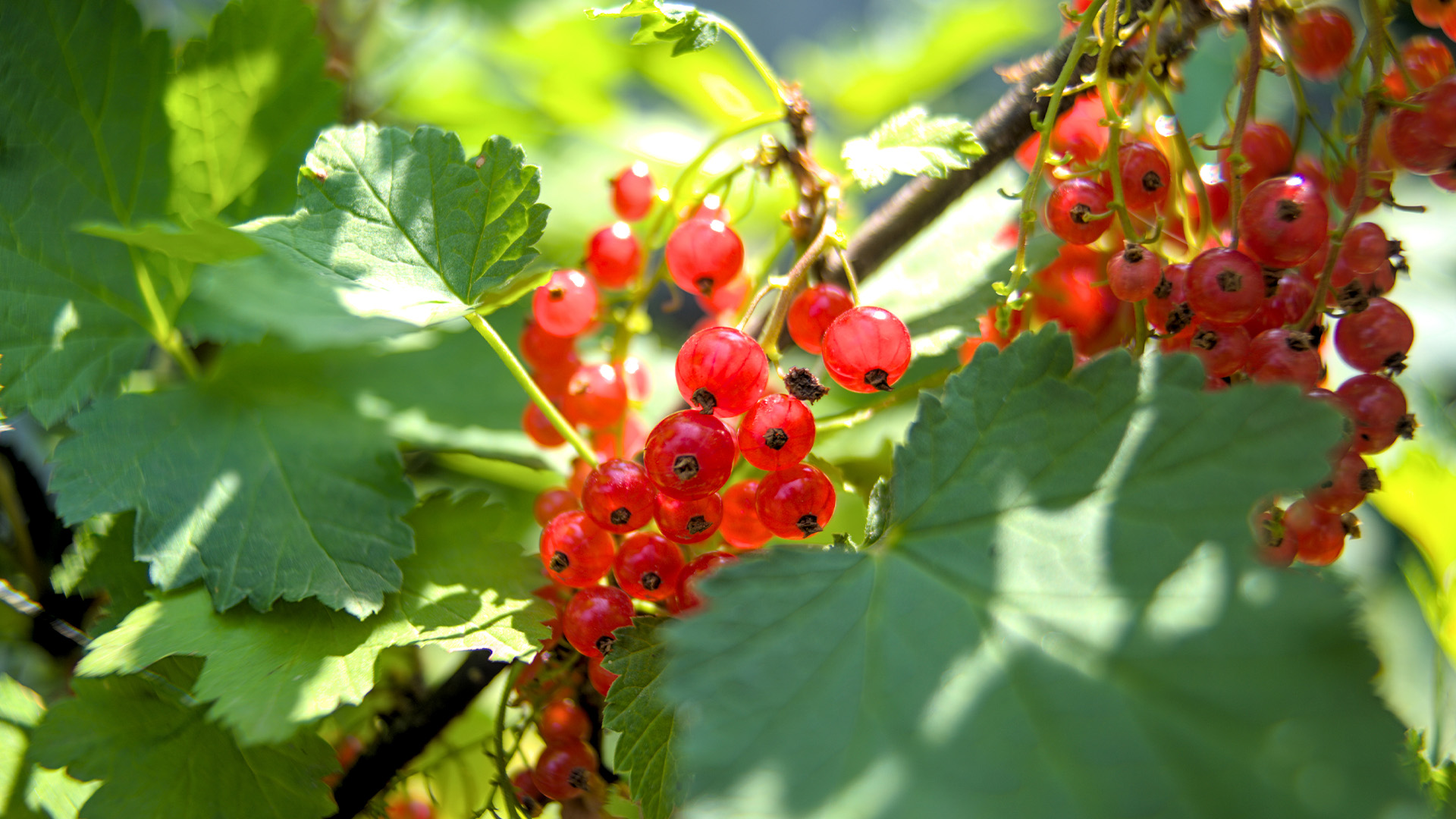 Qué propiedades tienen las grosellas - Helios