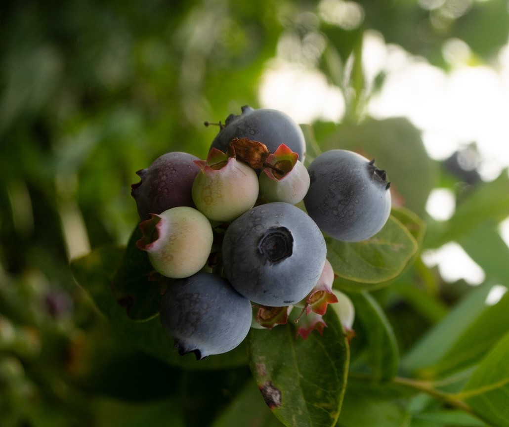 Arándanos azules, el secreto de nuestra Purafruta - Helios