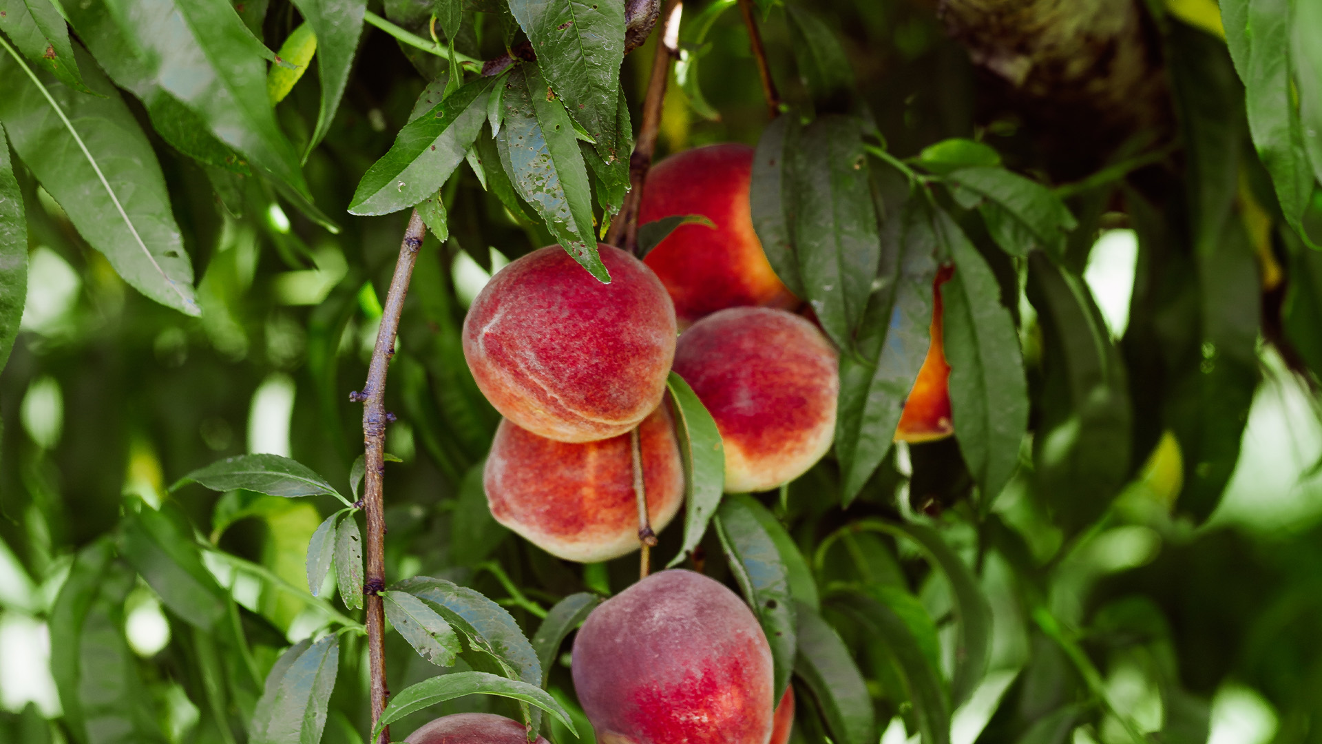 ¿Sabes cuáles son las propiedades del melocotón? - Helios