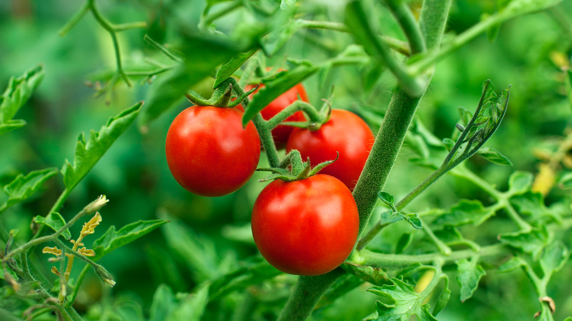 Los mejores tomates, directos del campo a tu salsa para pasta - Helios